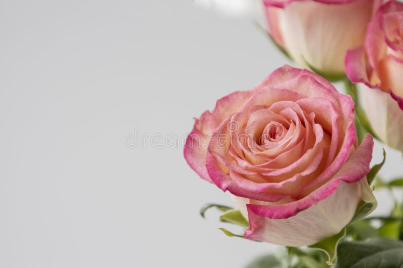 Beautiful Bouquet of Pink Roses on White Background Stock Image - Image ...