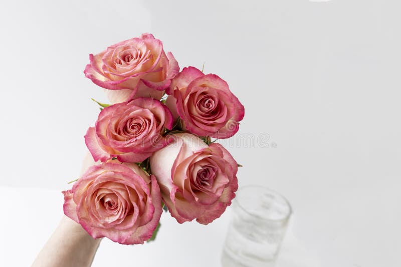 Beautiful Bouquet of Pink Roses on White Background Stock Photo - Image ...