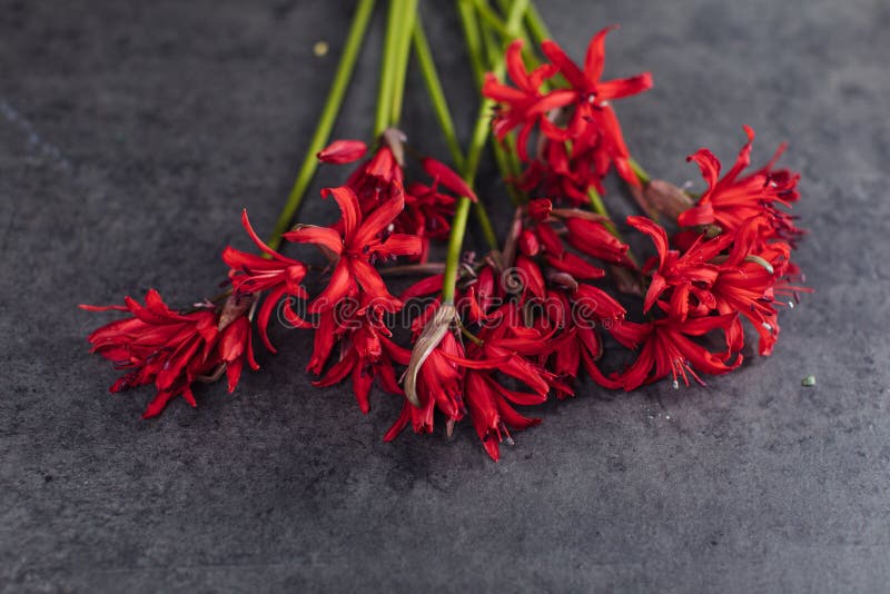 108 Red Nerine Stock Photos - Free & Royalty-Free Stock Photos from ...