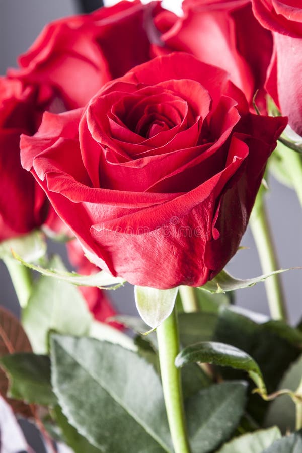 Beautiful Bouquet of Red Roses Stock Photo - Image of love, holiday ...