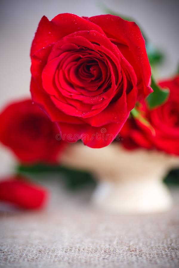 Beautiful Bouquet of Red Roses. Stock Photo - Image of beauty, bright ...