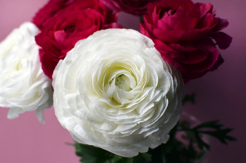 A Beautiful Bouquet of Red and White Ranunculus in Full Bloom Stock ...
