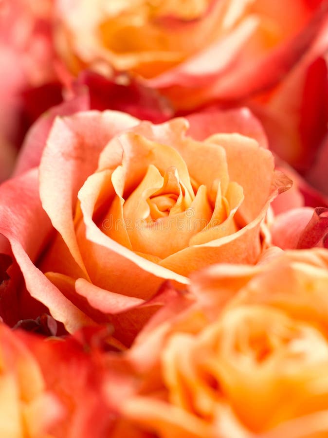 Beautiful bouquet roses. stock photo. Image of bunch - 96765016