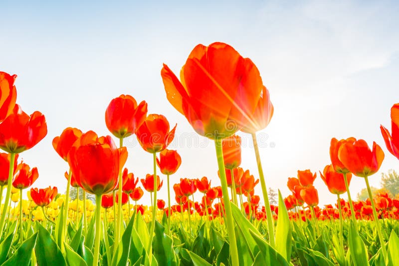 Beautiful Bouquet of Tulips in Spring Season . Stock Photo - Image of ...