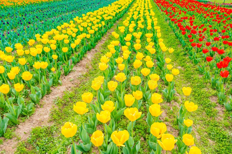Beautiful Bouquet of Tulips in Spring Season . Stock Image - Image of ...