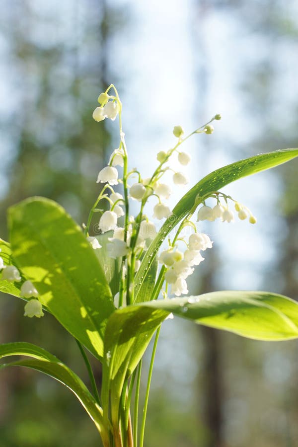 Beautiful Bouquet of White Lilies of the Valley in the Forest Stock ...