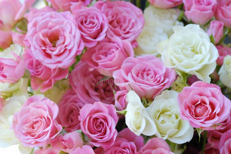 Beautiful Bouquet of White and Pink Roses Stock Image - Image of roses ...