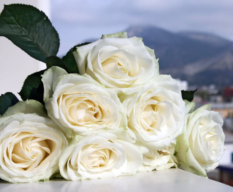 Beautiful Bouquet of White Roses Stock Photo - Image of landscape ...
