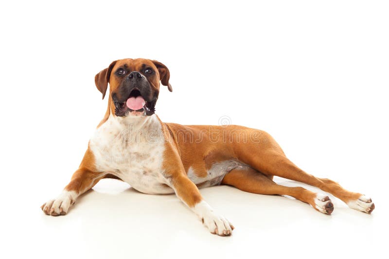 Beautiful boxer dog lying stock image. Image of eyes - 95424905