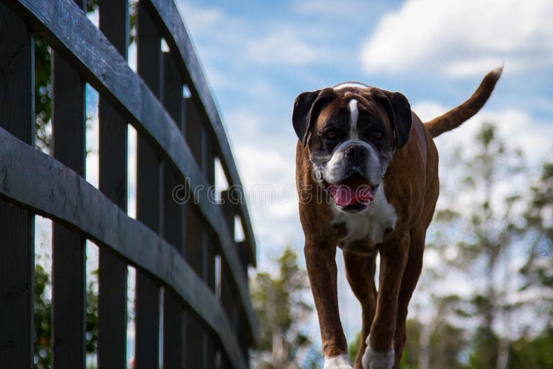 Beautiful boxer dog editorial stock image. Image of boxer - 49596869