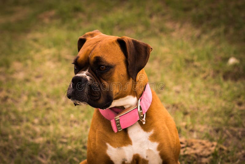 Beautiful Boxer stock image. Image of boxer, posing, female - 92198787