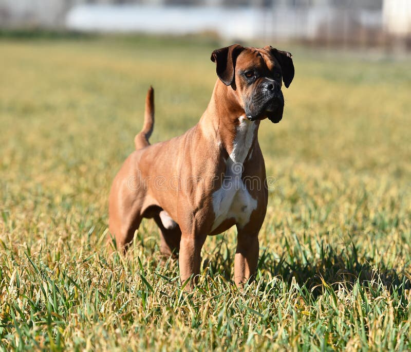 Boxer in the green field stock image. Image of bravery - 139328643