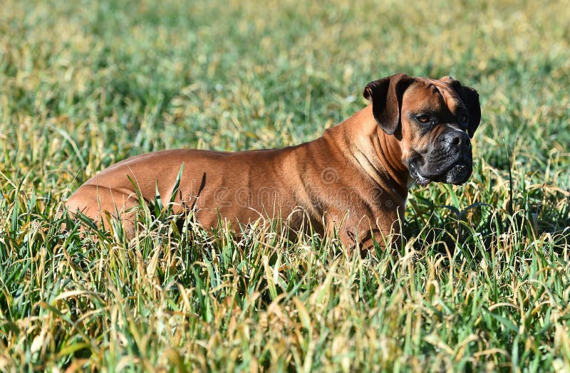 Boxer in the green field stock image. Image of cute - 139328541