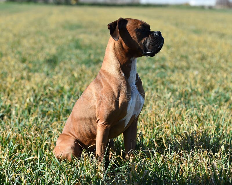 Boxer in the green field stock photo. Image of black - 139328578