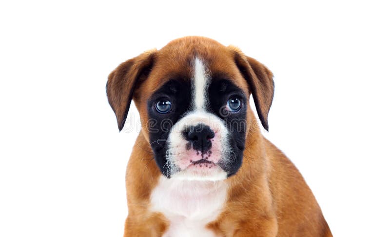 Beautiful boxer dog lying stock image. Image of eyes - 95424905