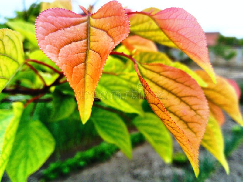 Beautiful Branch of Apricot Tree Stock Photo - Image of leaf, april ...