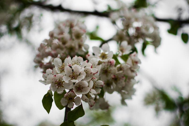 A Beautiful Branch of a Blossoming Pear Tree. Stock Photo - Image of ...