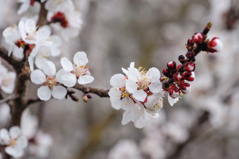 Beautiful Branch of a Blossoming Tree Close-up Stock Photo - Image of ...