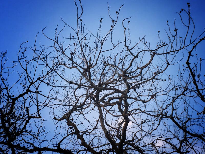 Beautiful Branch of Death Tree in Night Blue Sky in Halloween Night ...
