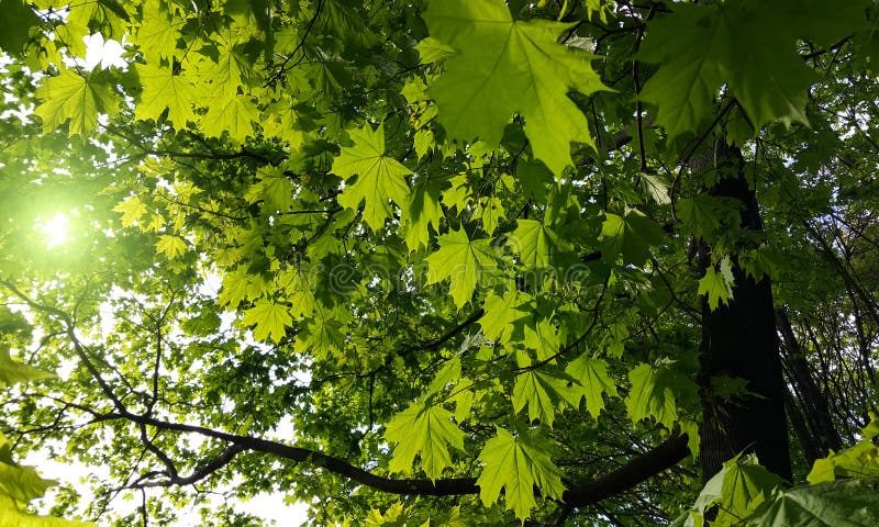 Beautiful Branch with Fresh Green Leaves of Maple Stock Image - Image ...