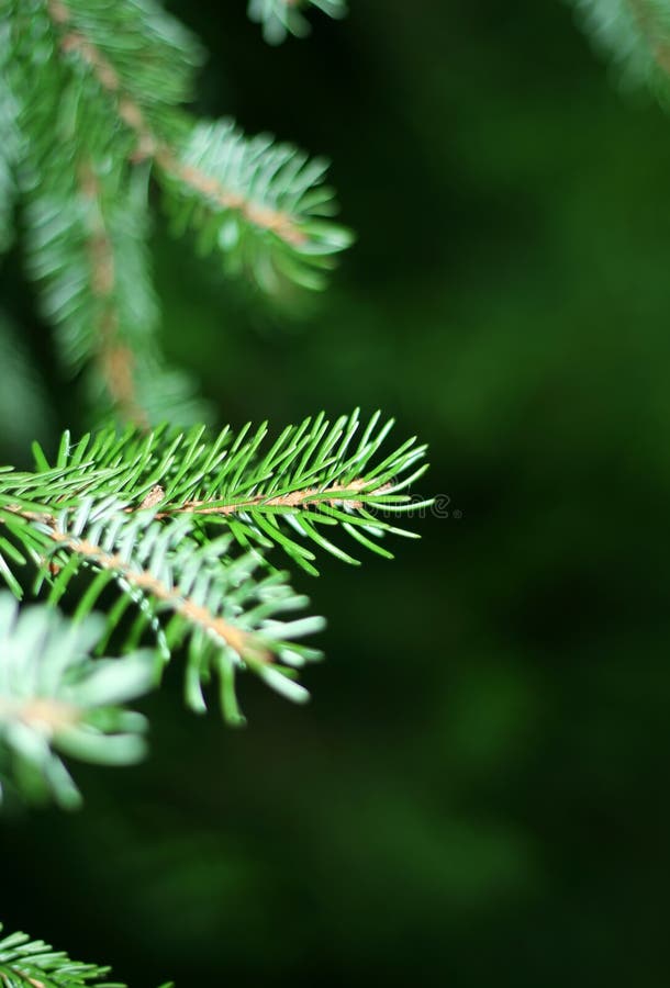 Beautiful Branch of Fur-tree Stock Photo - Image of branch, stem: 11487714