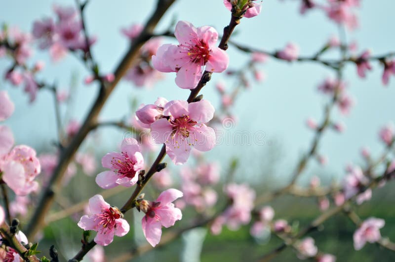 Beautiful Branch of Peach with Blooming Flowers. Medium Plan Stock ...