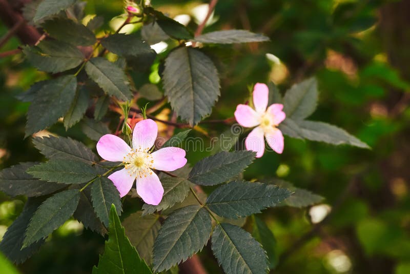 Beautiful Branch with Pink Flowers Rosa Glauca Stock Photo - Image of ...