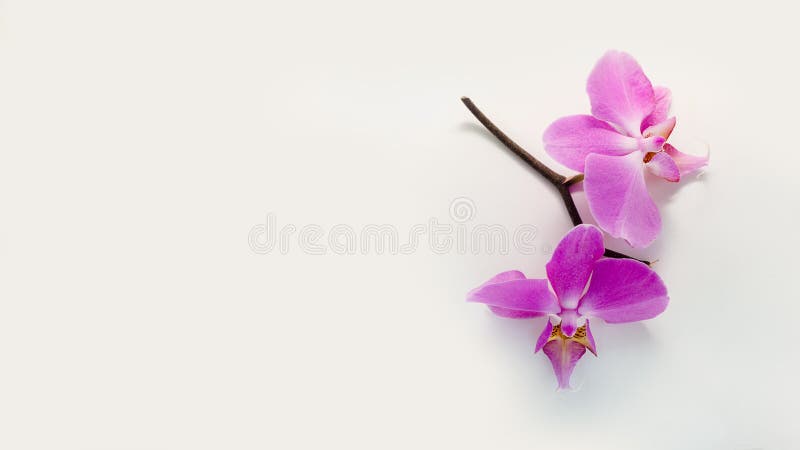 Beautiful Branch of Pink Orchids Isolated Banner Format Stock Photo ...