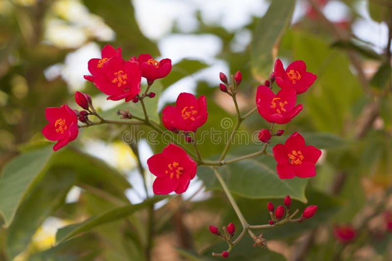Beautiful Branch with Red Flowers Photo Stock Photo - Image of blossom ...