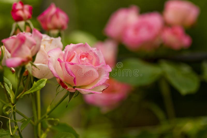 Beautiful Branch of Roses Flowers Stock Image - Image of head, formal ...