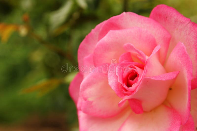 Beautiful branch of roses stock photo. Image of pink - 72893428