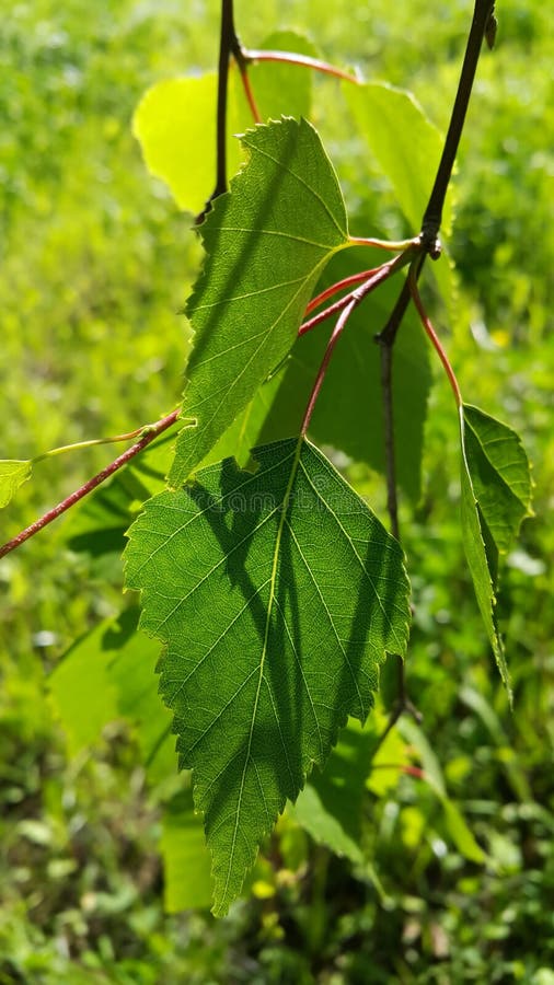 Beautiful Branch of a Spring Birch Tree Stock Image - Image of leaves ...