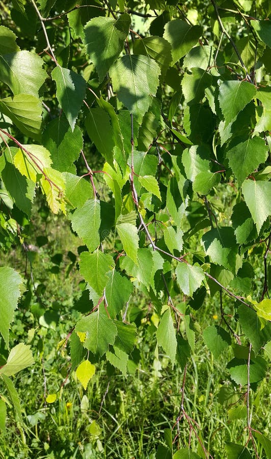 Beautiful Branch of a Spring Birch Stock Photo - Image of beauty ...