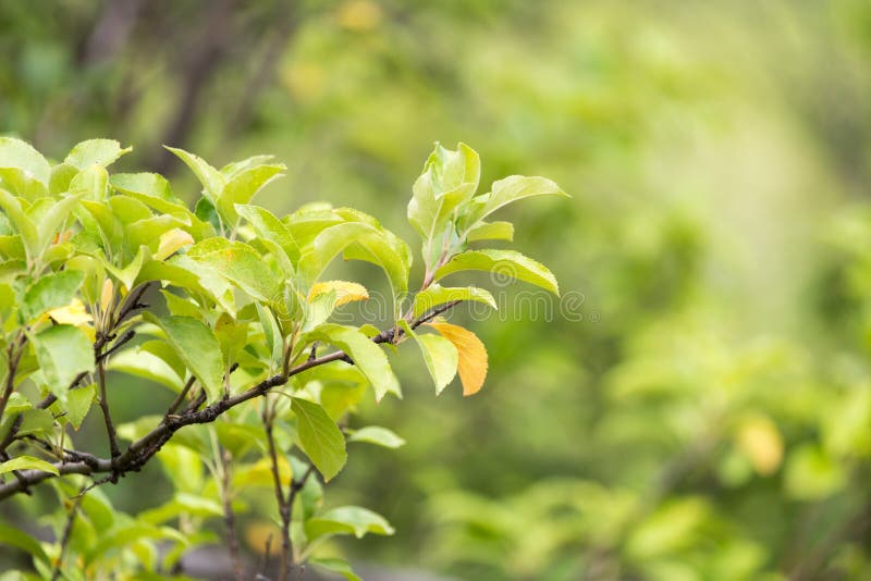 Beautiful Branch of a Tree with Leafs in Nature Stock Photo - Image of ...