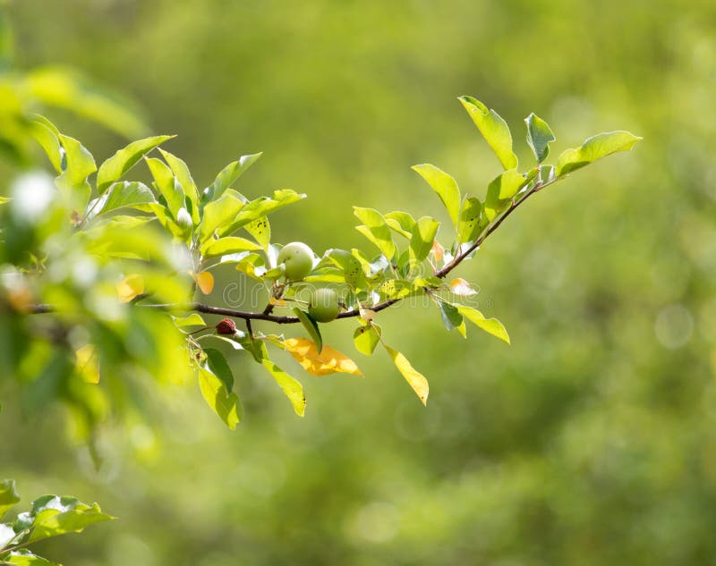 Beautiful Branch of a Tree with Leafs in Nature Stock Image - Image of ...
