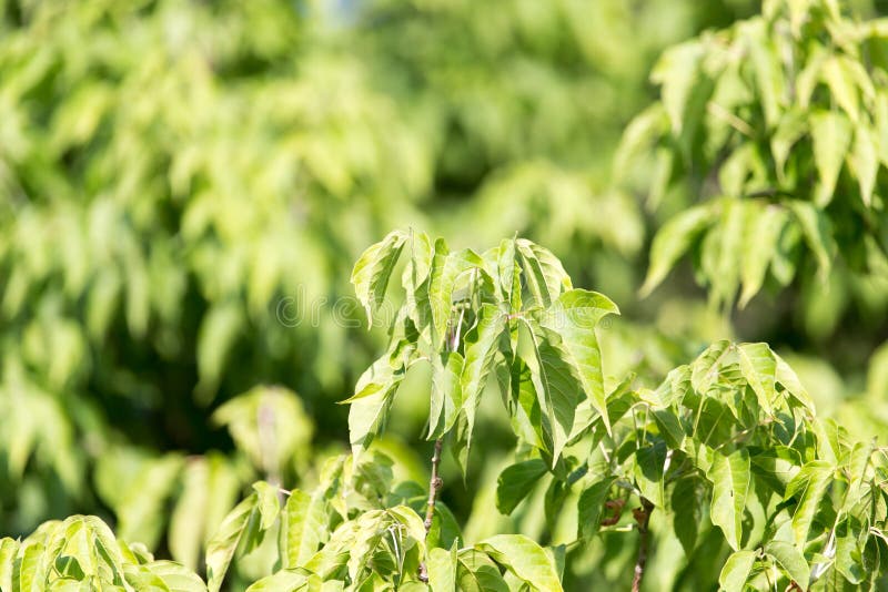Beautiful Branch of a Tree with Leafs in Nature Stock Photo - Image of ...