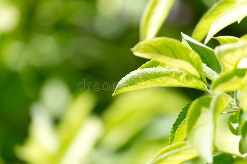 Beautiful Branch of a Tree in Nature Stock Photo - Image of frame ...