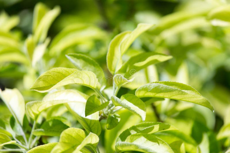 Beautiful Branch of a Tree in Nature Stock Image - Image of lush ...