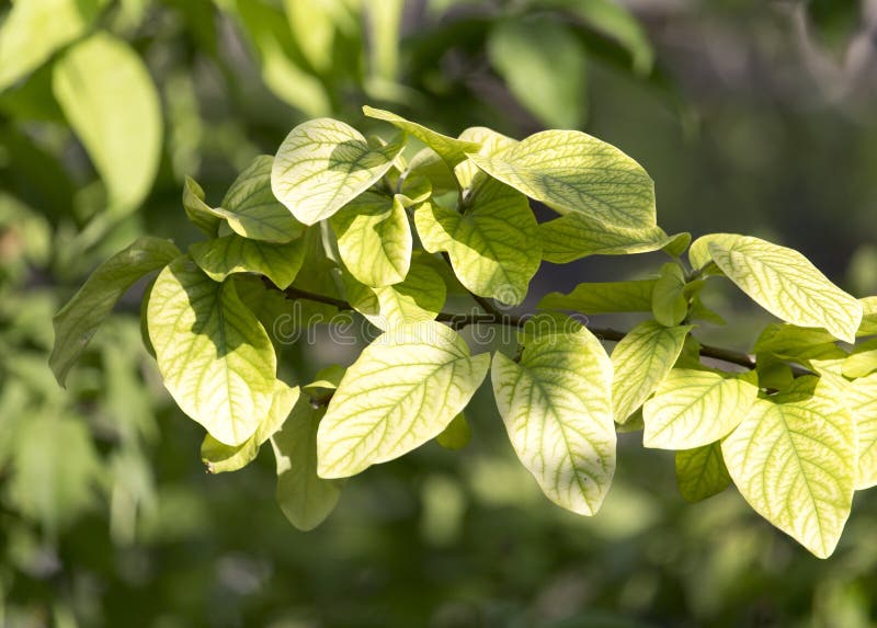 Beautiful Branch of a Tree in Nature Stock Photo - Image of background ...