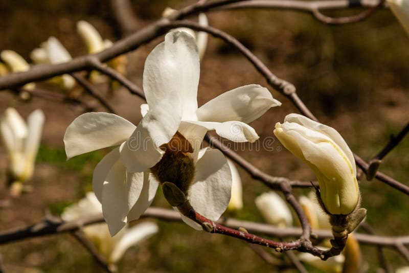 Beautiful Branch of White Magnolia Stock Photo - Image of detail ...