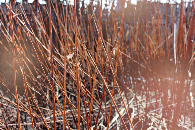 Beautiful Branches in the Afternoon Stock Photo - Image of sunlight ...