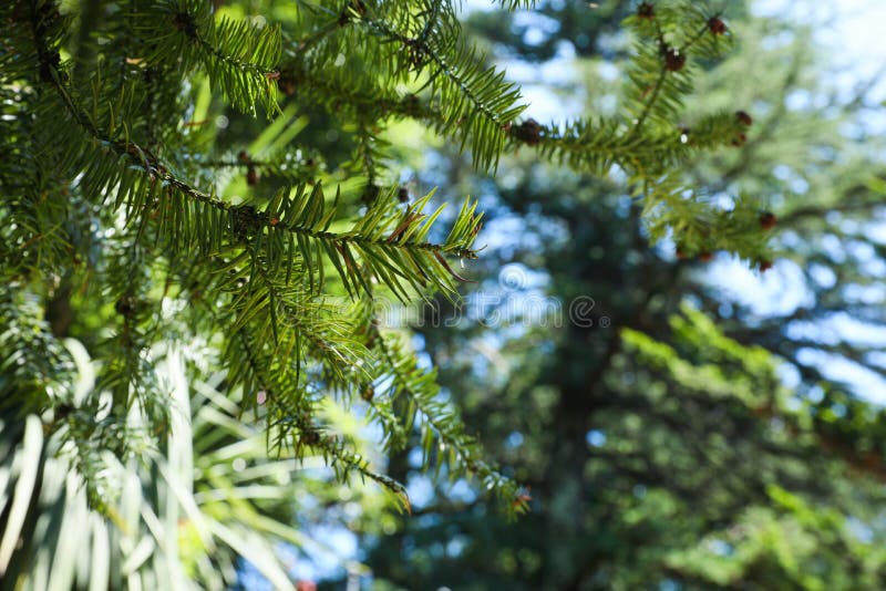 Beautiful Branches of Coniferous Tree in Park, Closeup. Space for Text ...