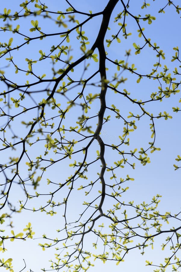 Beautiful Branches and Leaves of Tree Stock Photo - Image of branch ...
