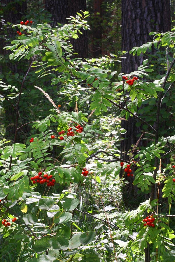 Beautiful Branches of Mountain Ash among Pine Trees Stock Image - Image ...