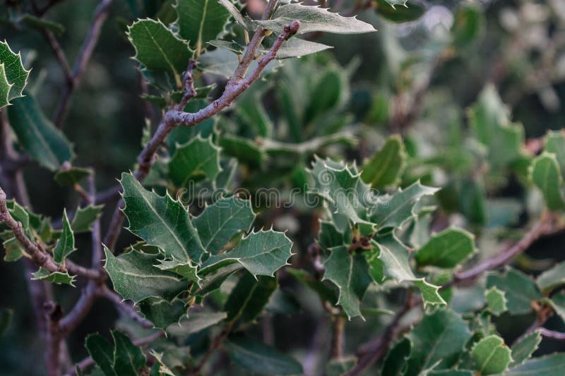 Beautiful Branches of the Plant. Stock Photo - Image of flower ...