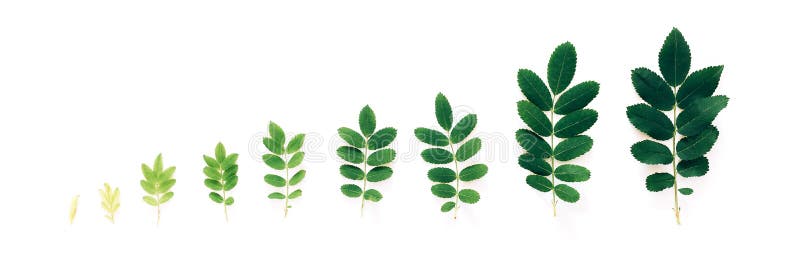 Beautiful Branches of Plants are in a Row Line Ascending Leaf ...