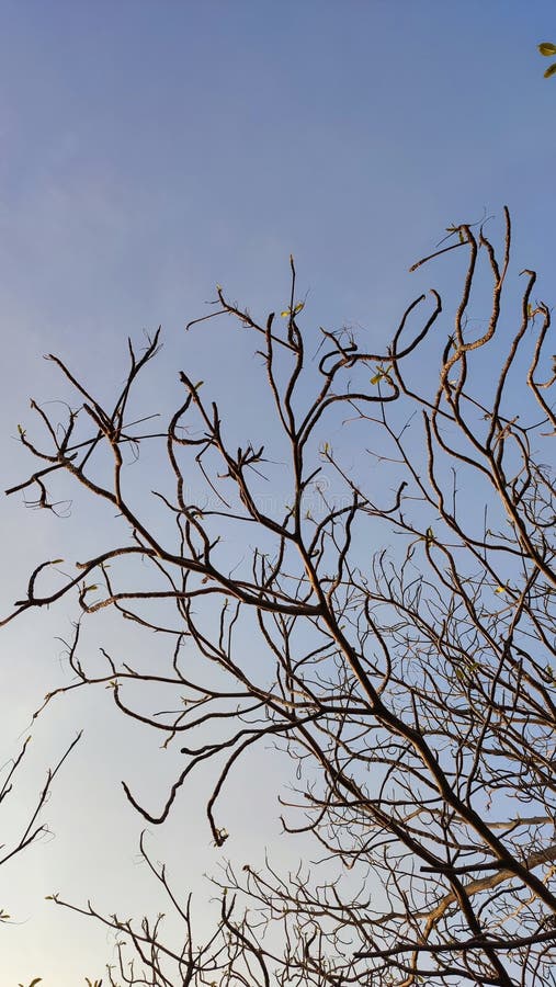 Beautiful Branches in Spring Stock Image - Image of grass, nature ...
