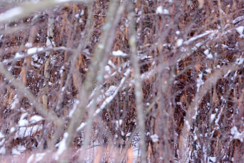 Endless tree tops stock photo. Image of plant, look, wood - 31232218