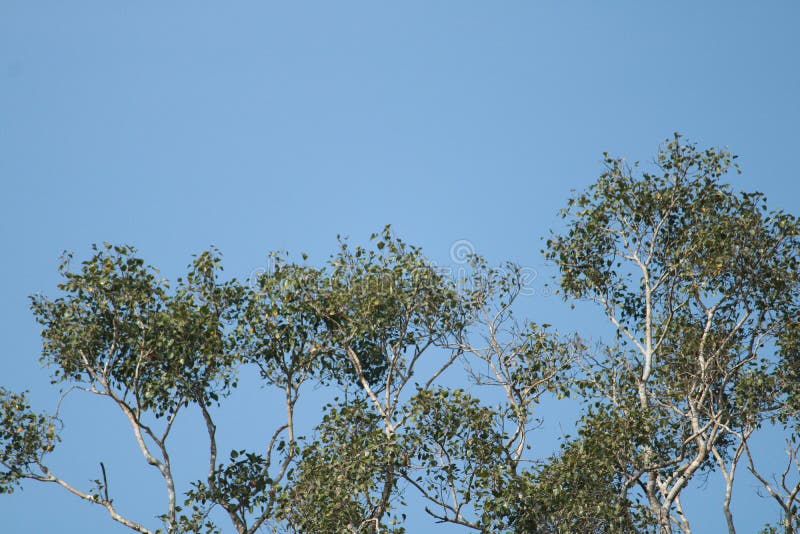 Beautiful Branches of a Tree. Stock Image - Image of nature, tree ...