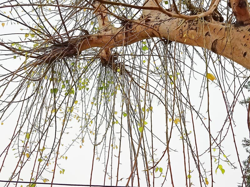 Beautiful branches on tree stock photo. Image of flower - 215676736